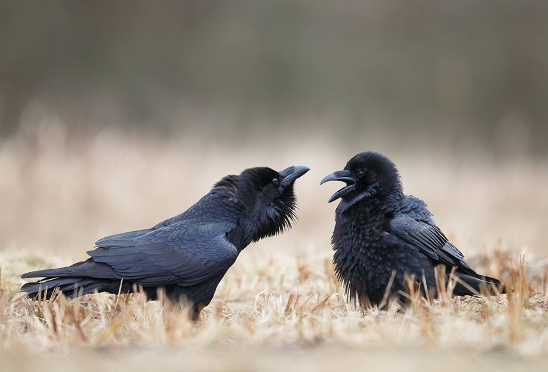 Windows Photo Viewer Wallpaper | gogotattoo - ножарят маг :)